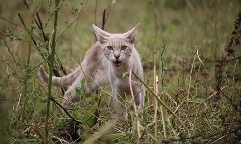 10 Penyebab Kenapa Kucing Mengeong Terus dan Cara Mengatasinya
